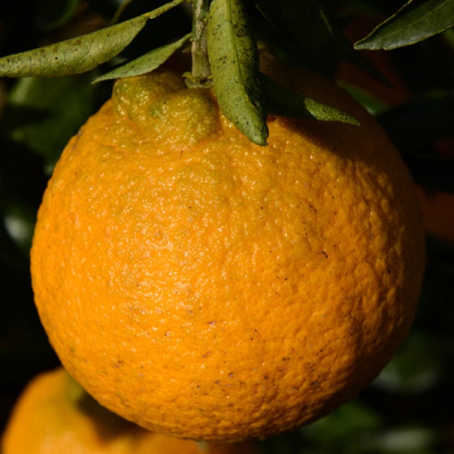 [제주 탐라상단] 제주 노지 한라봉 혼합과 [1.5kg-4.5kg]