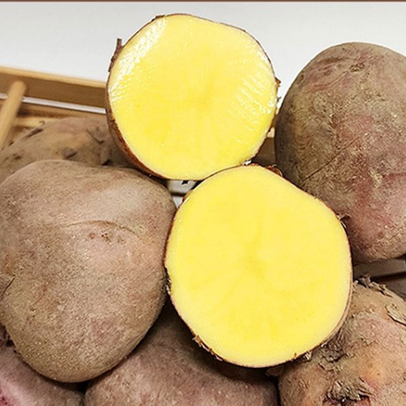 [클래식농원] GAP 저탄소인증 괴산 카스텔라 홍감자(대왕) 3kg / 5kg / 10kg 택1