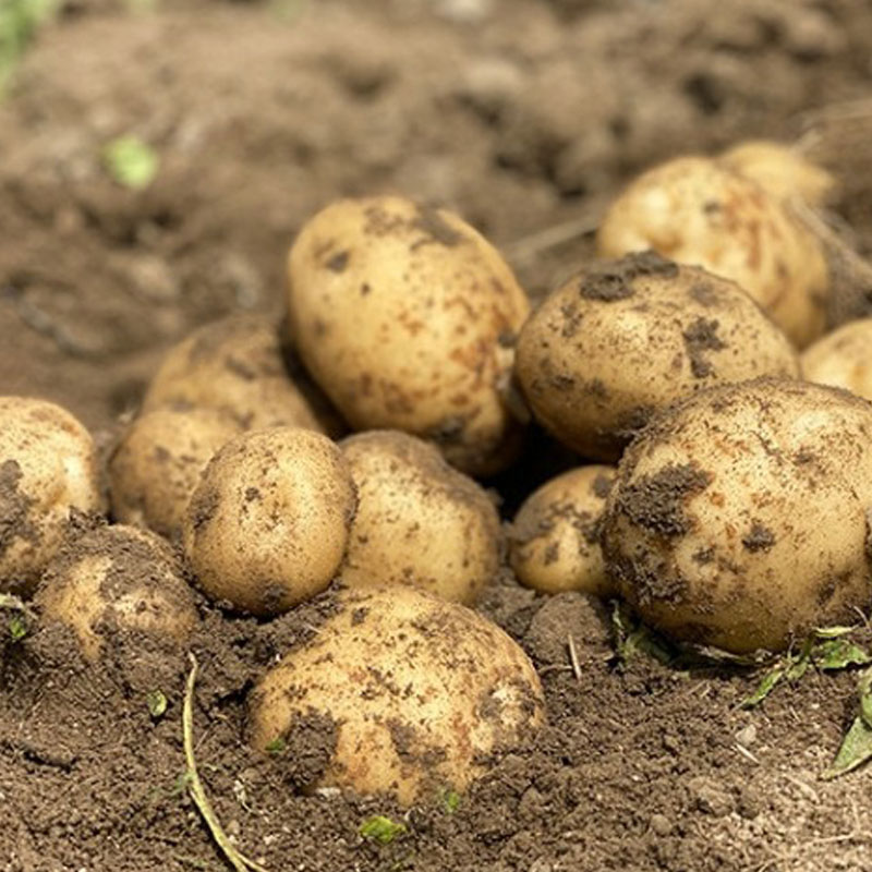 [클래식농원] GAP 저탄소인증 괴산 수미감자(대왕) 3kg / 5kg / 10kg 택1