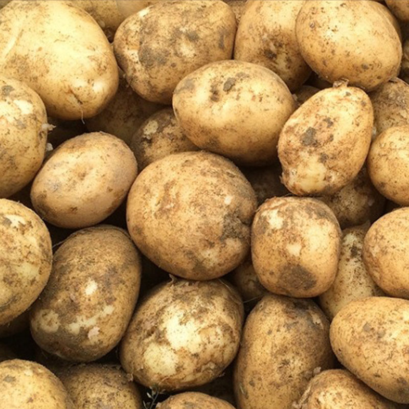 [클래식농원] GAP 저탄소인증 괴산 두백감자(대왕) 3kg / 5kg / 10kg 택1