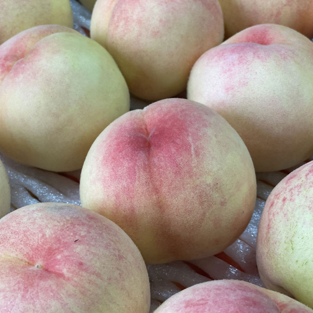 [10%적립] 굿파머 GAP 저탄소 백도(딱딱이) 3kg / 4kg 택1